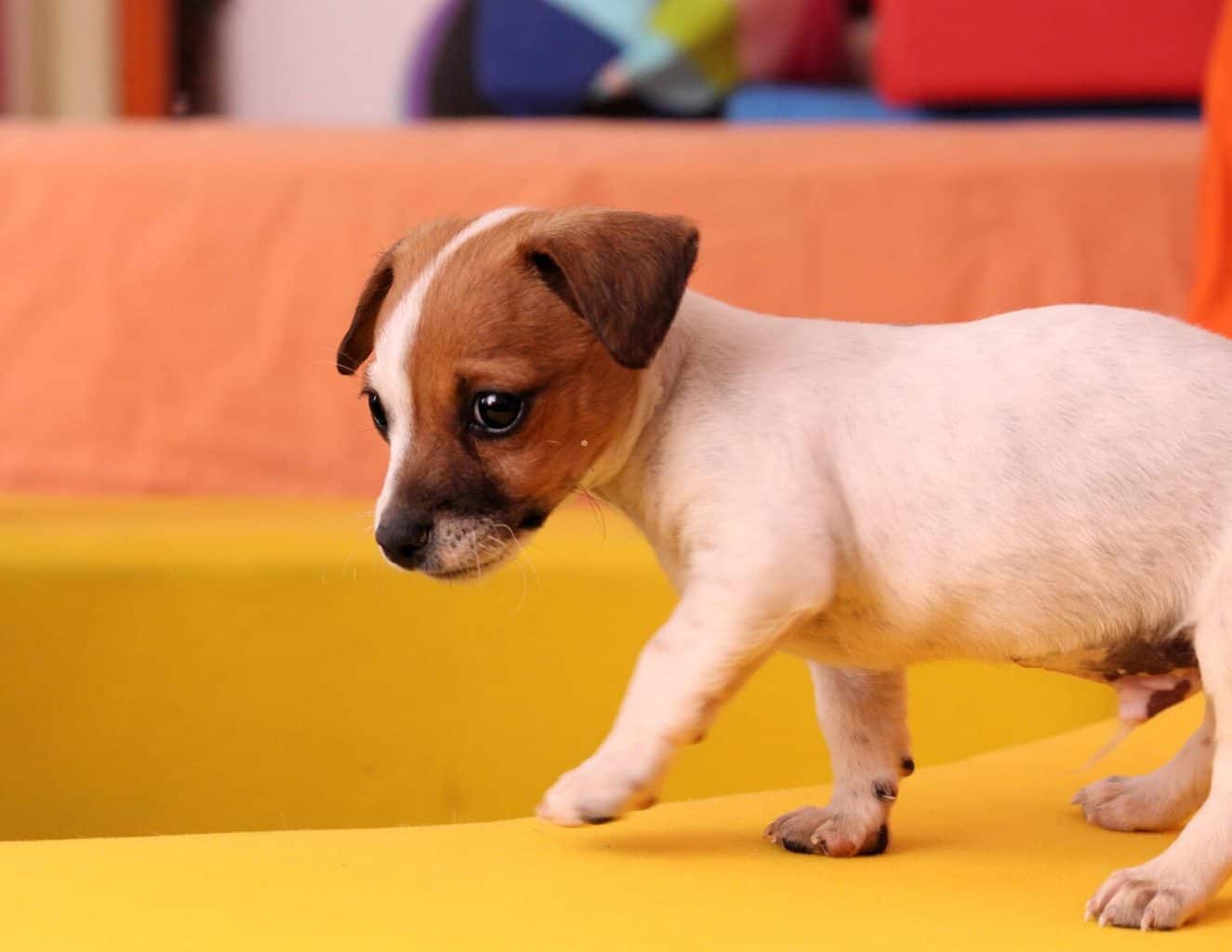 How to Calm a Jack Russell Terrier | Terrier Hub