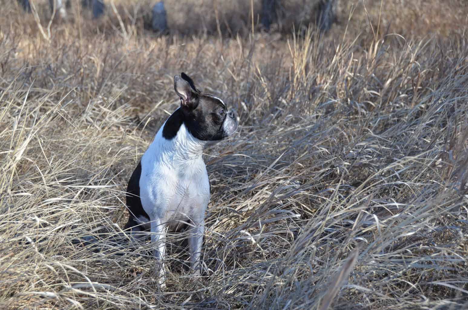 What is an Average Boston Terrier Weight? | TerrierHub
