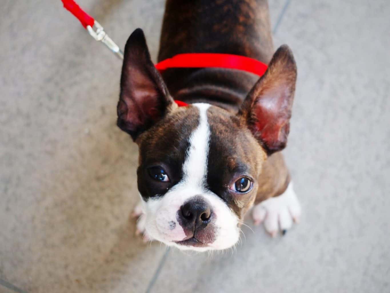 Types of Boston Terriers | Terrier Hub