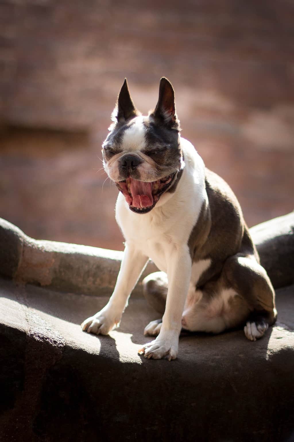 What Is a Boston Terrier and English Bulldog Mix? | Terrier Hub
