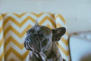 What Is Boston Terrier a Mix of? | TerrierHub