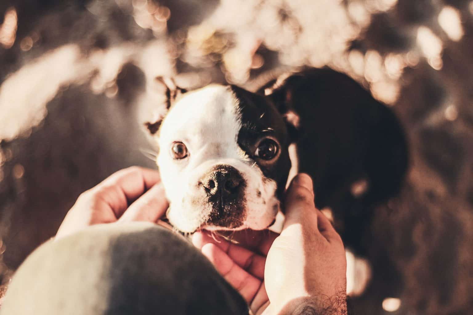 What Are the Different Colors of Boston Terriers? | Terrier Hub