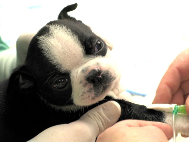 Everything You Need To Know About a Mini Boston Terrier | TerrierHub