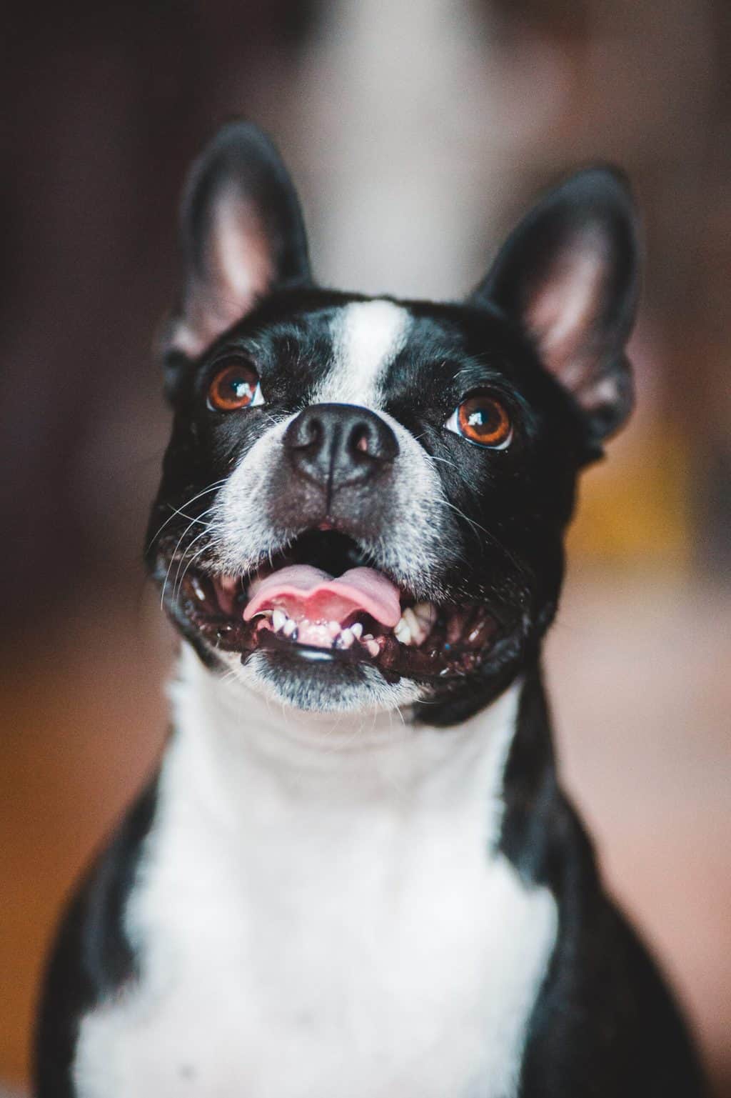 Breathing Problems in Boston Terriers (Brachycephalic Syndrome ...