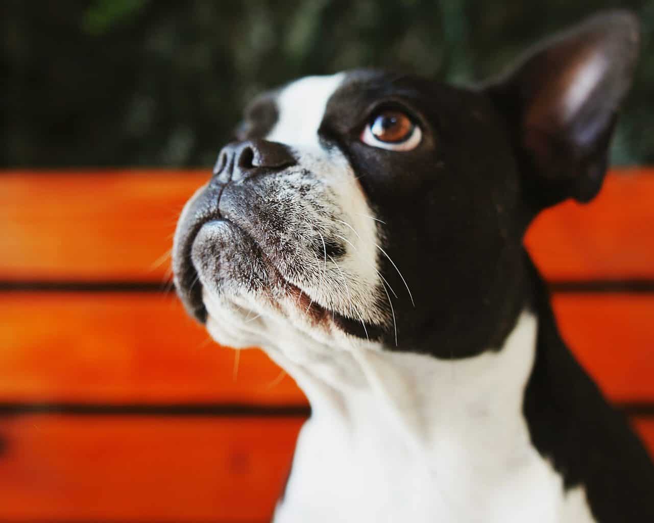 What Is a Merle Boston Terrier | TerrierHub