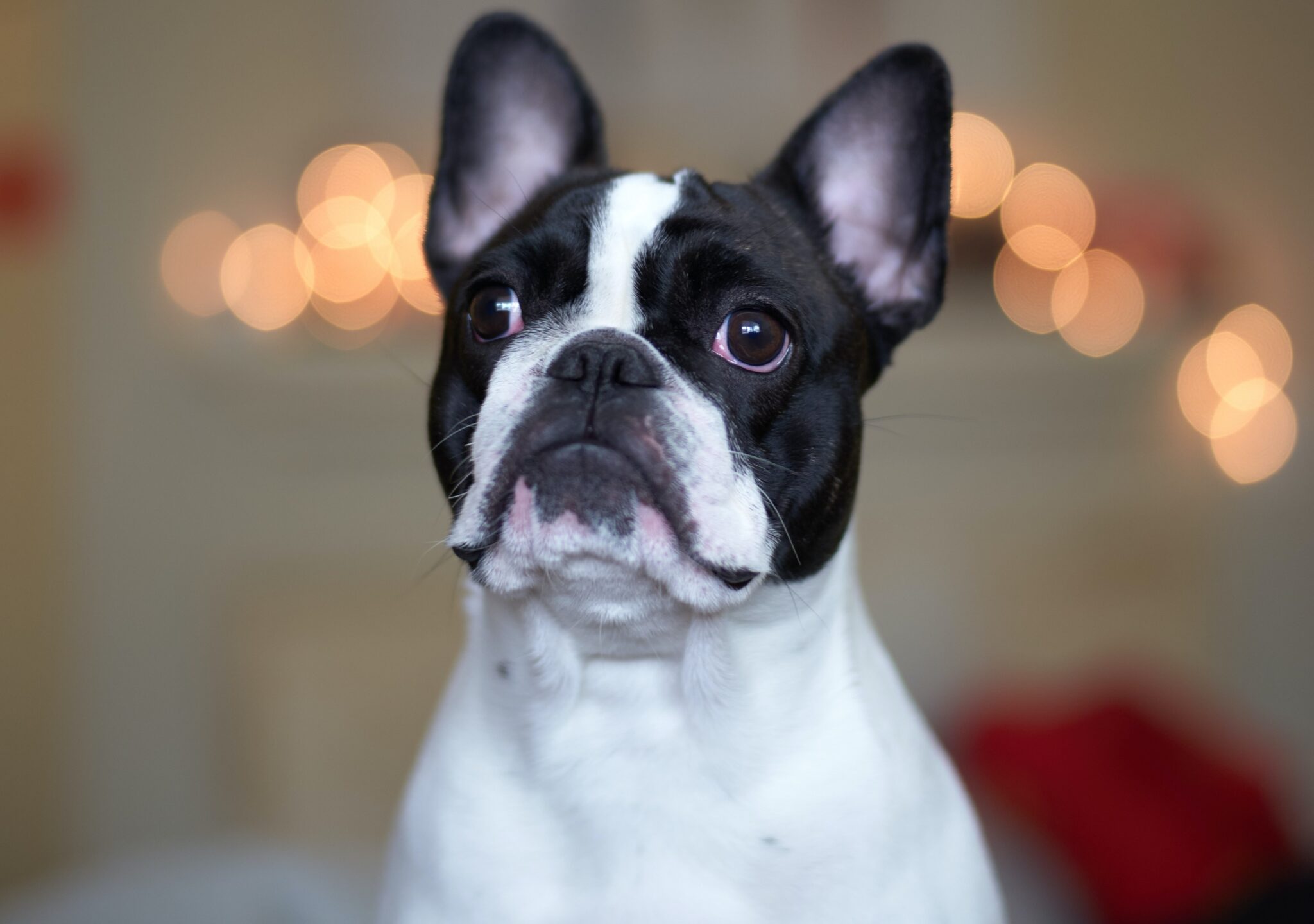 What Is a Merle Boston Terrier | TerrierHub