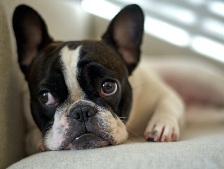What Is a Merle Boston Terrier | TerrierHub