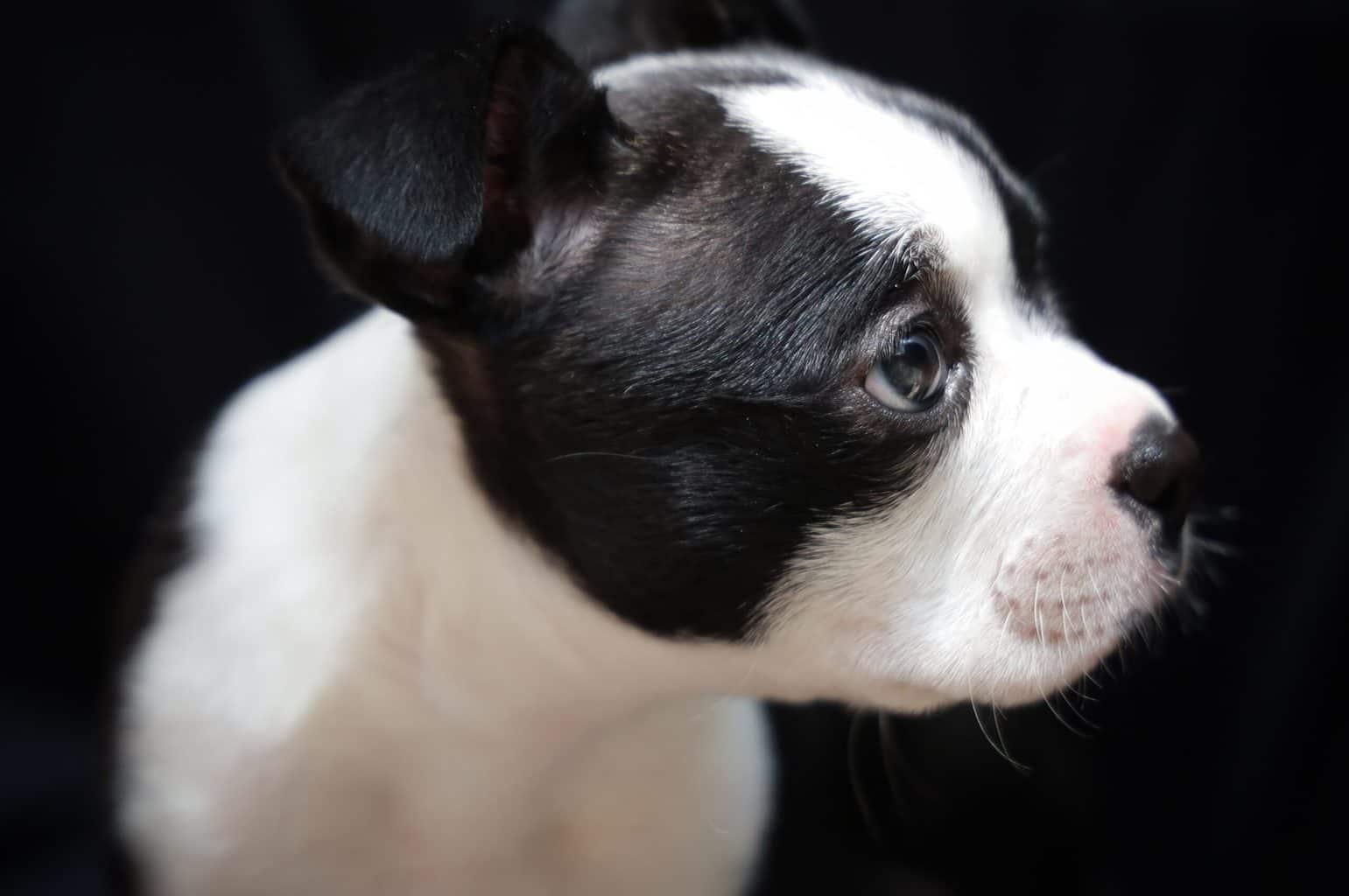 What to Ask Boston Terrier Breeder | TerrierHub