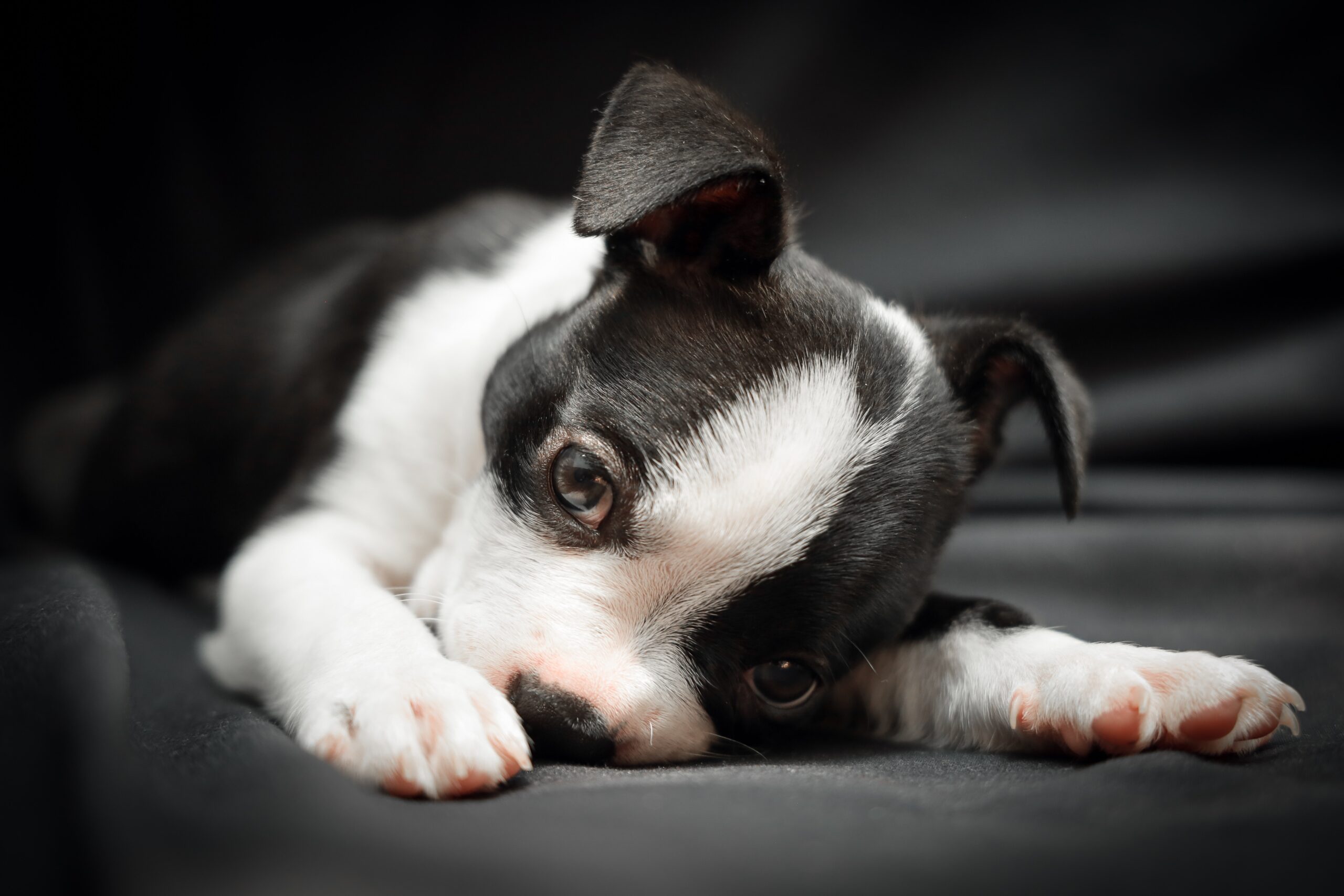 What to Ask Boston Terrier Breeder | TerrierHub