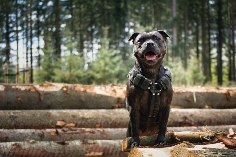 How Fast Can Pitbulls Run? | Terrier Hub