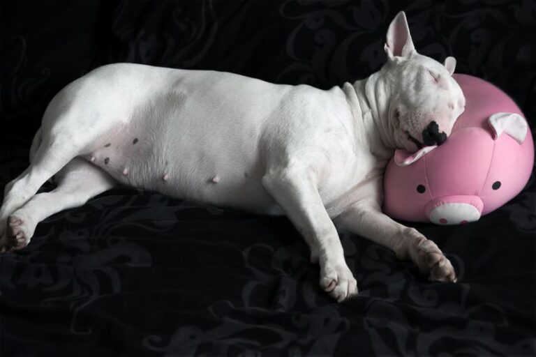 When Is My Bull Terrier Full Grown? | Terrier Hub