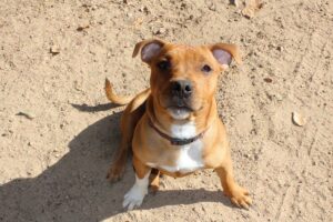 How To Train A Staffordshire Bull Terrier | Terrier Hub