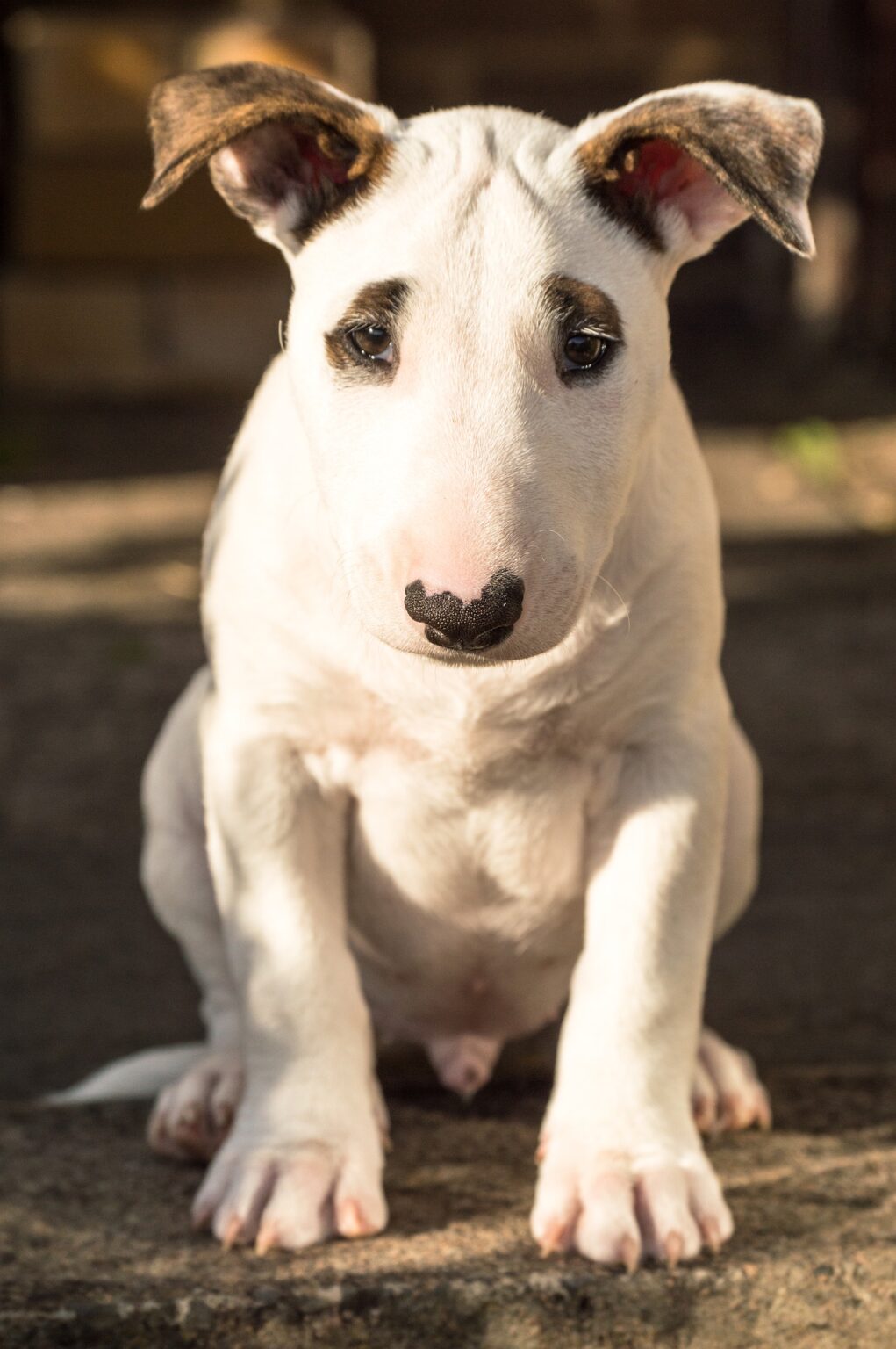 What Is a Mini Bull Terrier? | Terrier Hub