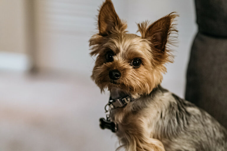 How Tall Is a Yorkshire Terrier? | Terrier Hub