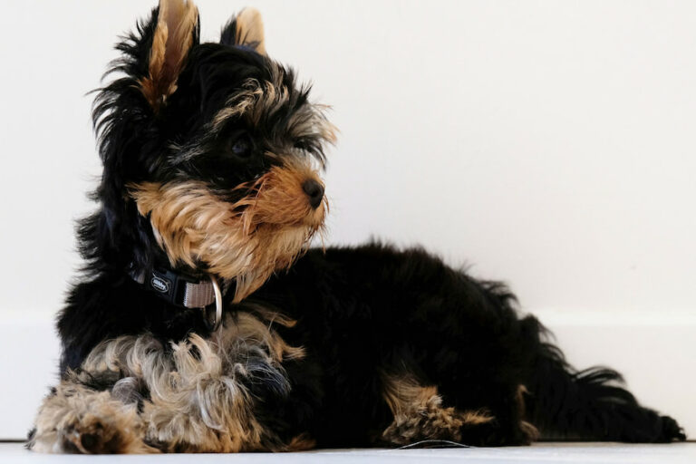 What Is a Large Breed of Yorkshire Terrier? | Terrier Hub