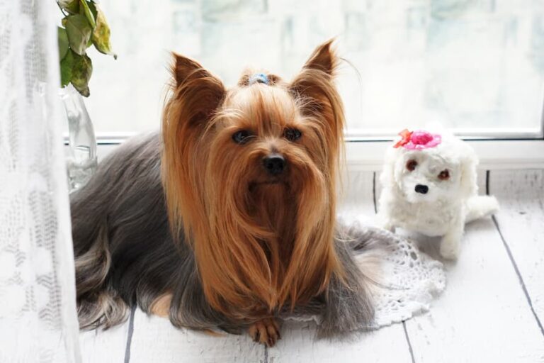 What Is a Japanese Yorkshire Terrier? | Terrier Hub