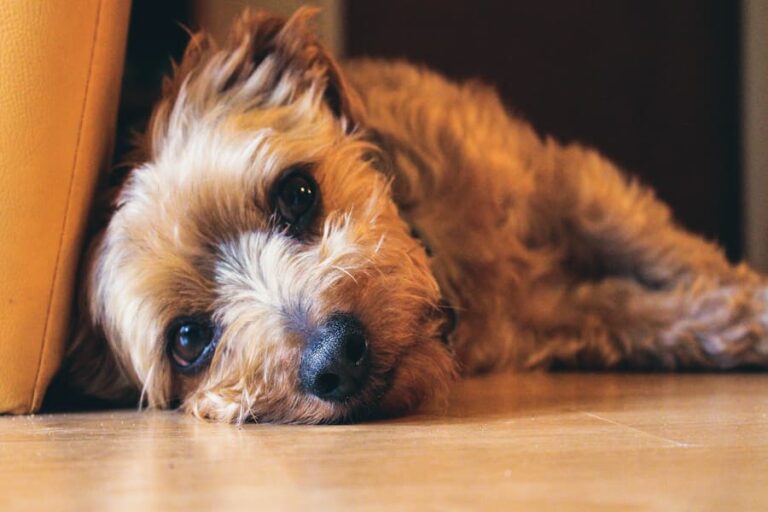 What Is the Personality of a Yorkshire Terrier? | Terrier Hub