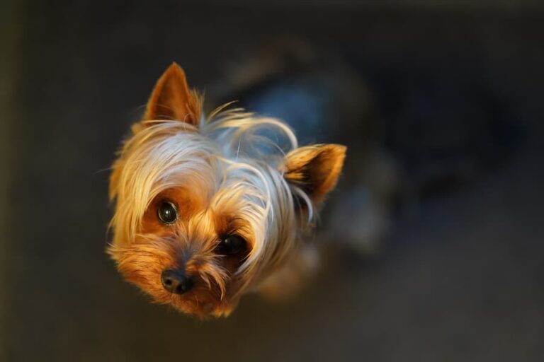 What Is the Personality of a Yorkshire Terrier? | Terrier Hub