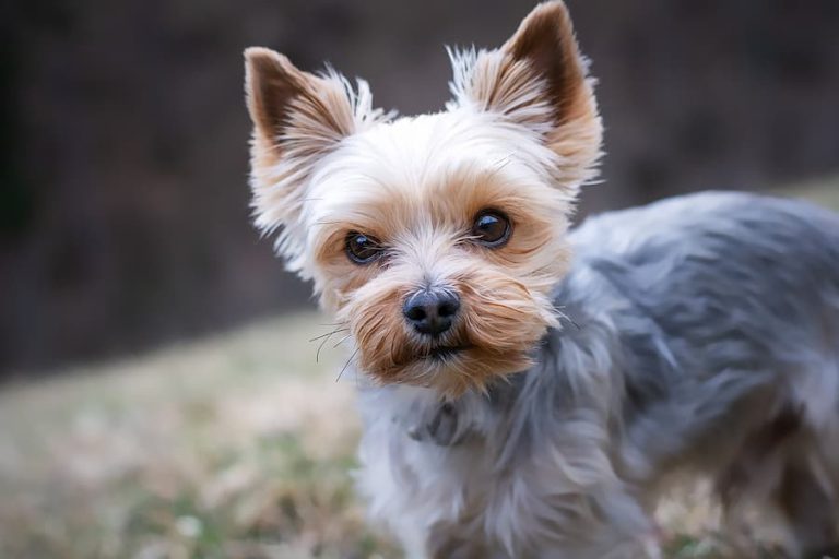 What Is Wire Haired Yorkshire Terrier? | Terrier Hub