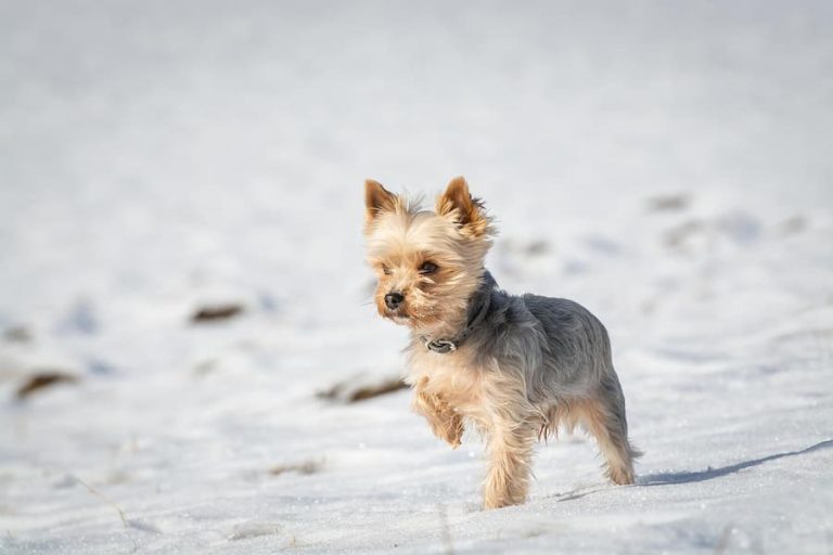 What Is Wire Haired Yorkshire Terrier? | Terrier Hub