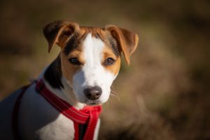 What Is a Shorty Jack Russell Terrier? | Terrier Hub