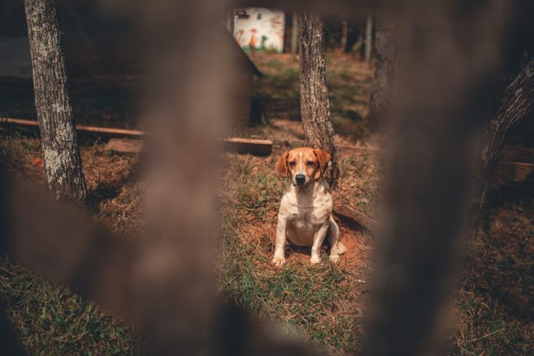 What Is a Shorty Jack Russell Terrier? | Terrier Hub