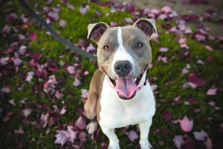 What Does A Jack Russell Terrier And Pit Mix Look Like Terrier Hub What Does A Jack Russell Terrier And Pit Mix Look Like Terrier Hub