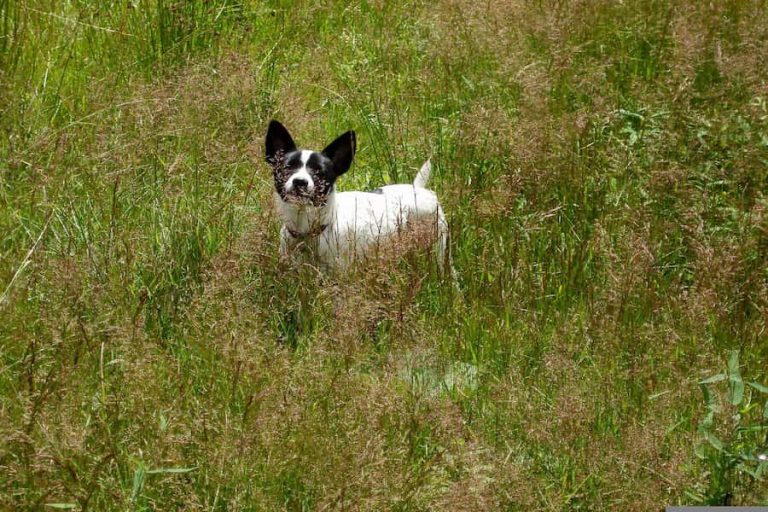 What Is a Jack Russell Terrier Schnauzer Mix Called? | Terrier Hub