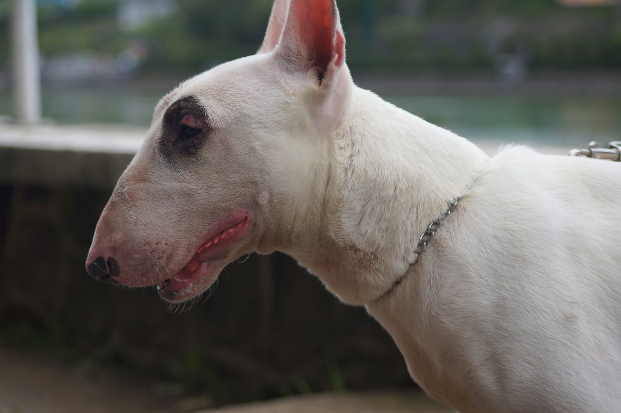 How Did the Bull Terrier’s Nose Shape Develop? | Terrier Hub