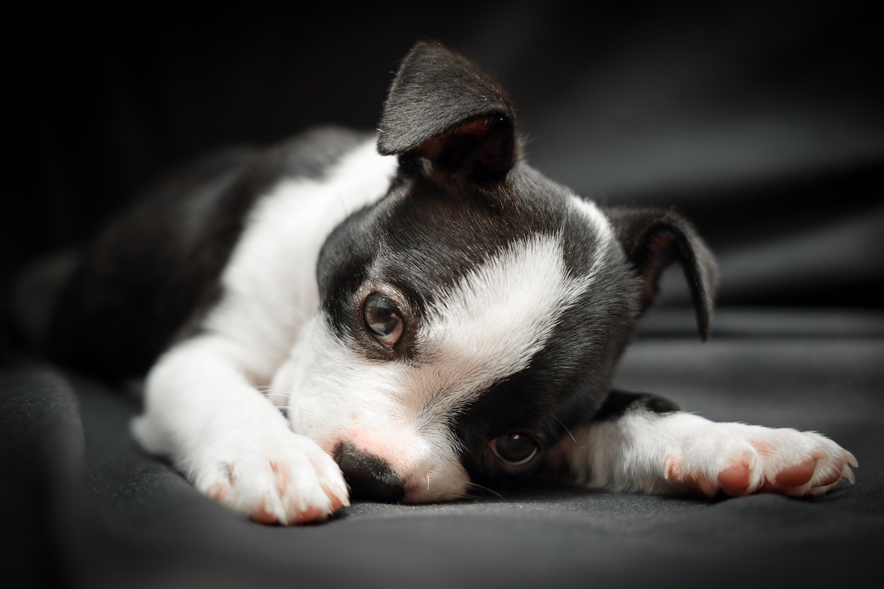 Is My Boston Terrier on a Raw Diet? | Terrier Hub