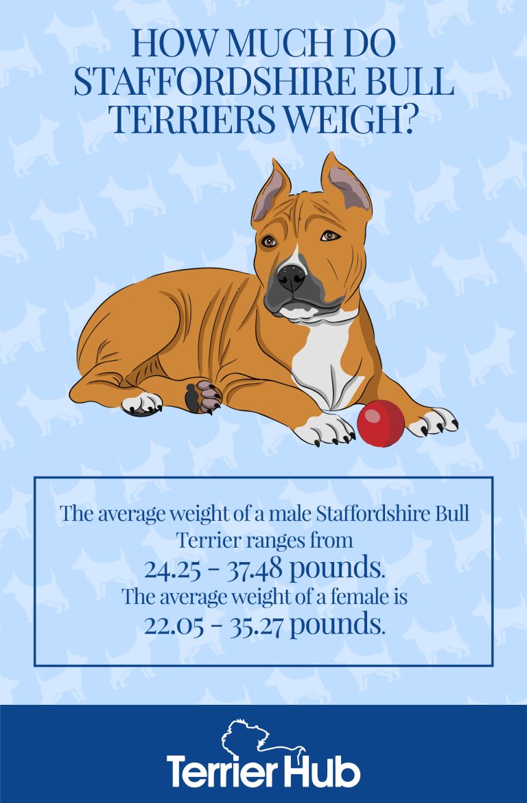 What Is the Average Weight of a Staffordshire Bull Terrier? | Terrier Hub