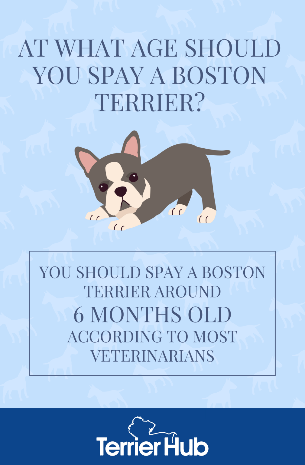 At What Age Should You Spay a Boston Terrier? | TerrierHub