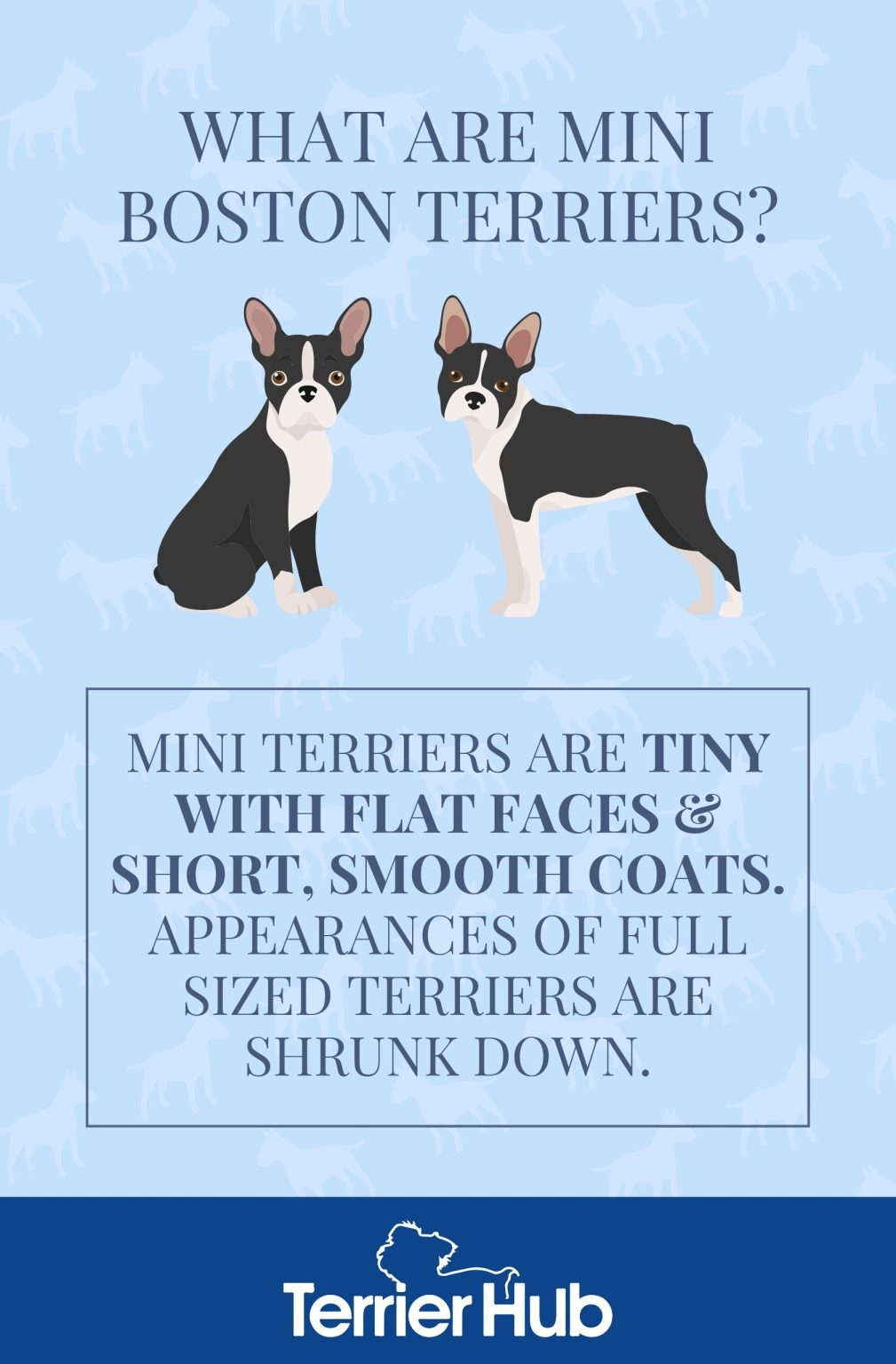 Everything You Need To Know About a Mini Boston Terrier | TerrierHub