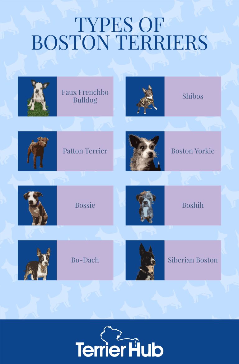 Types of Boston Terriers | Terrier Hub