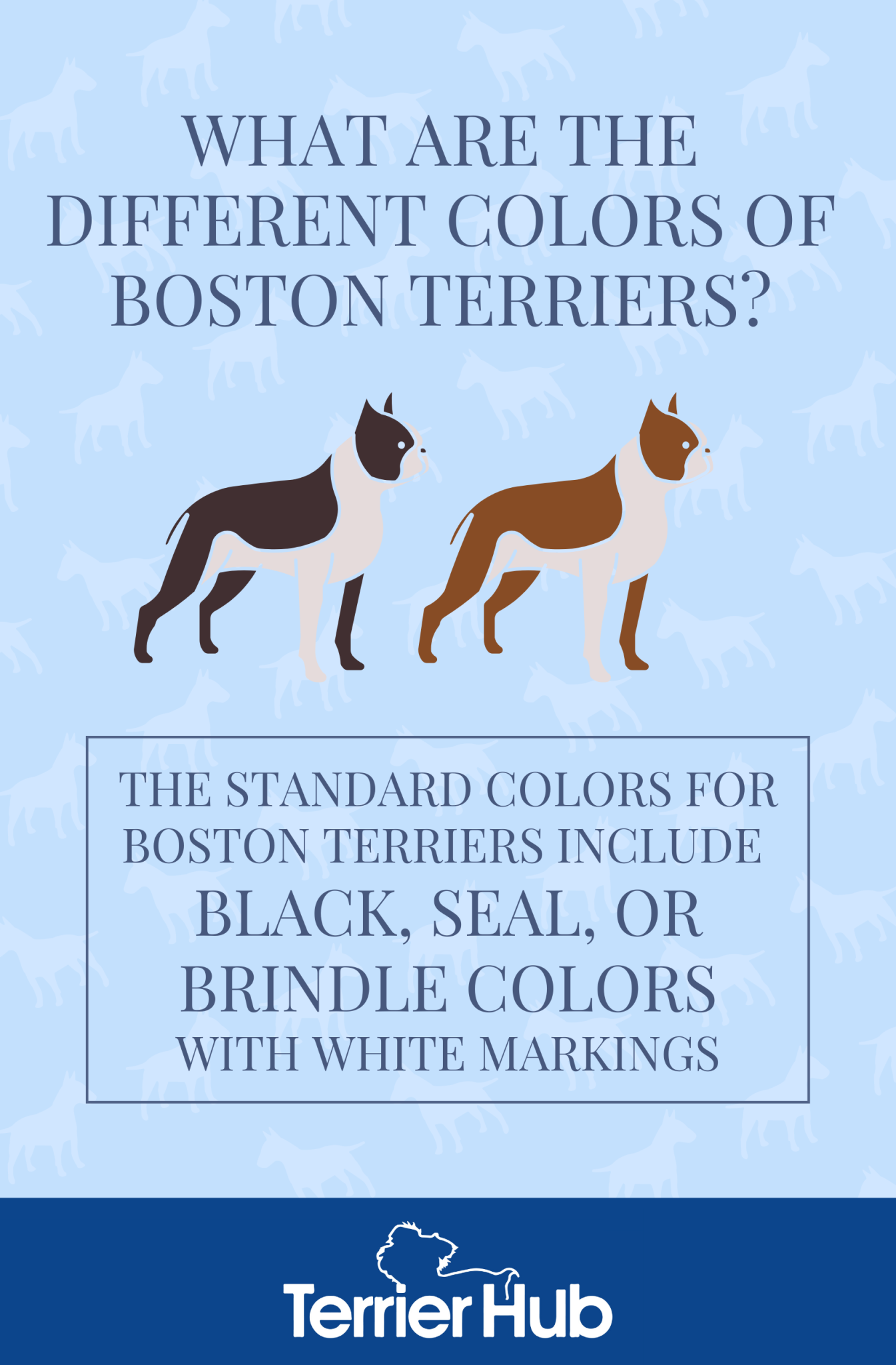 What Are the Different Colors of Boston Terriers? | Terrier Hub