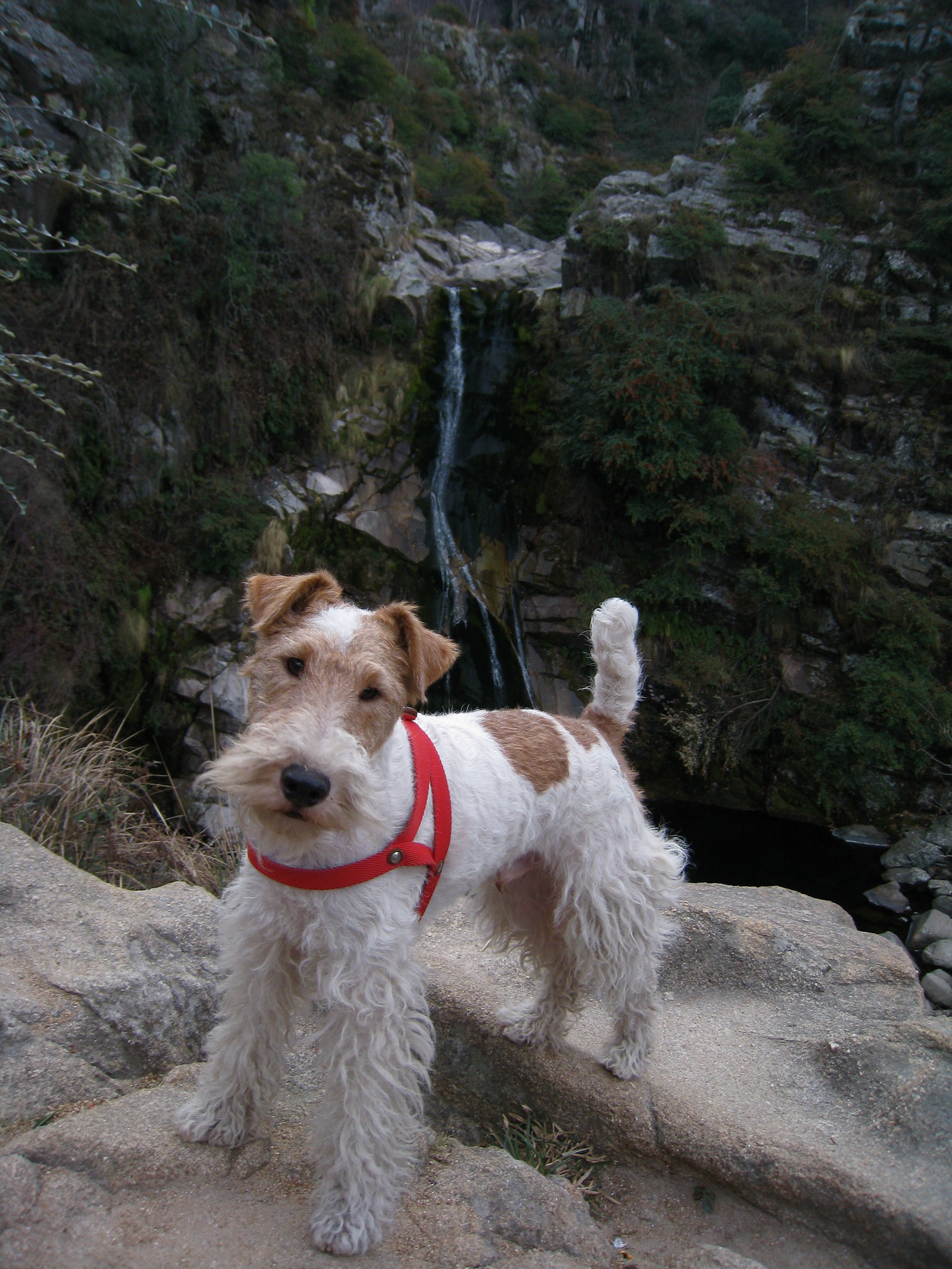 What Is a Wire-Haired Terrier and Pitbull Mix Called? | Terrier Hub