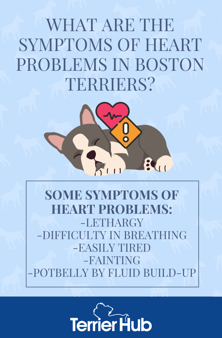 Everything You Need to Know About Boston Terrier Heart Problems ...