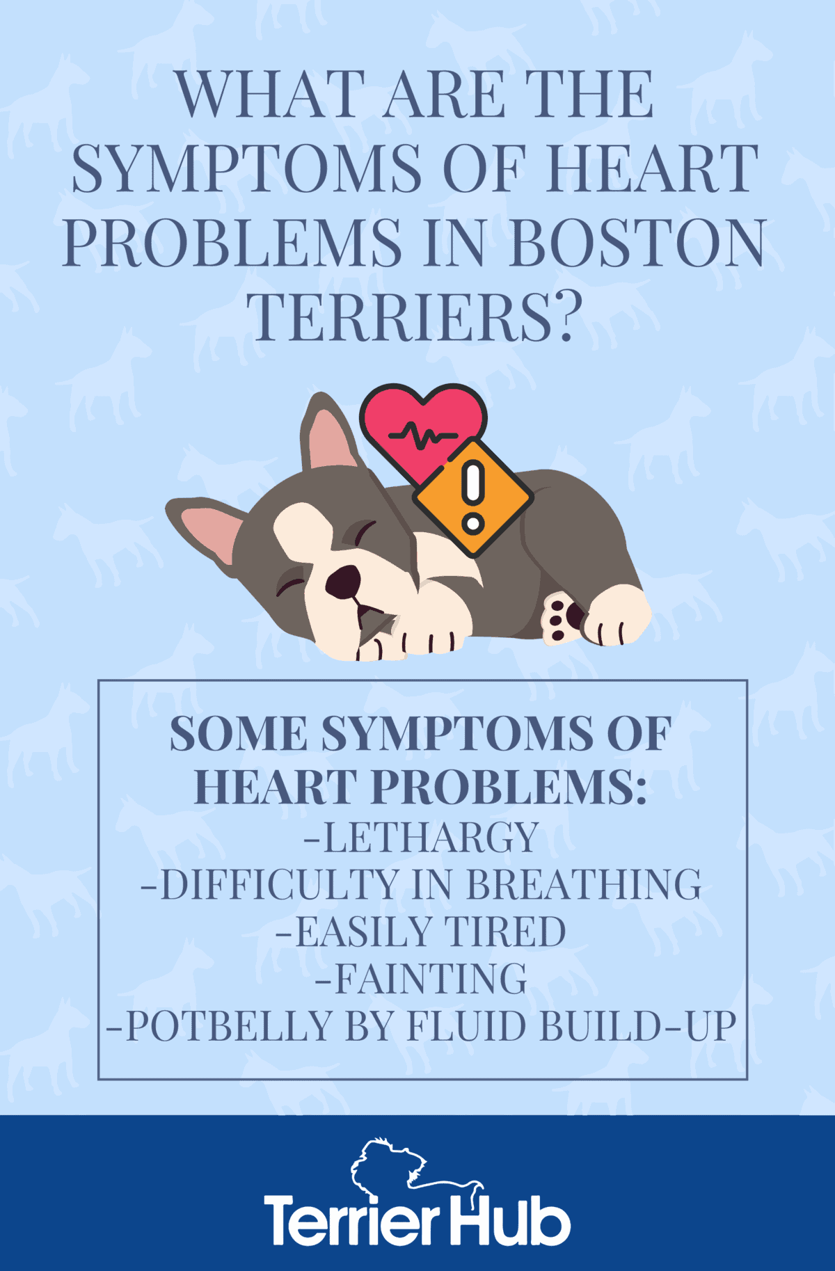 Everything You Need to Know About Boston Terrier Heart Problems ...