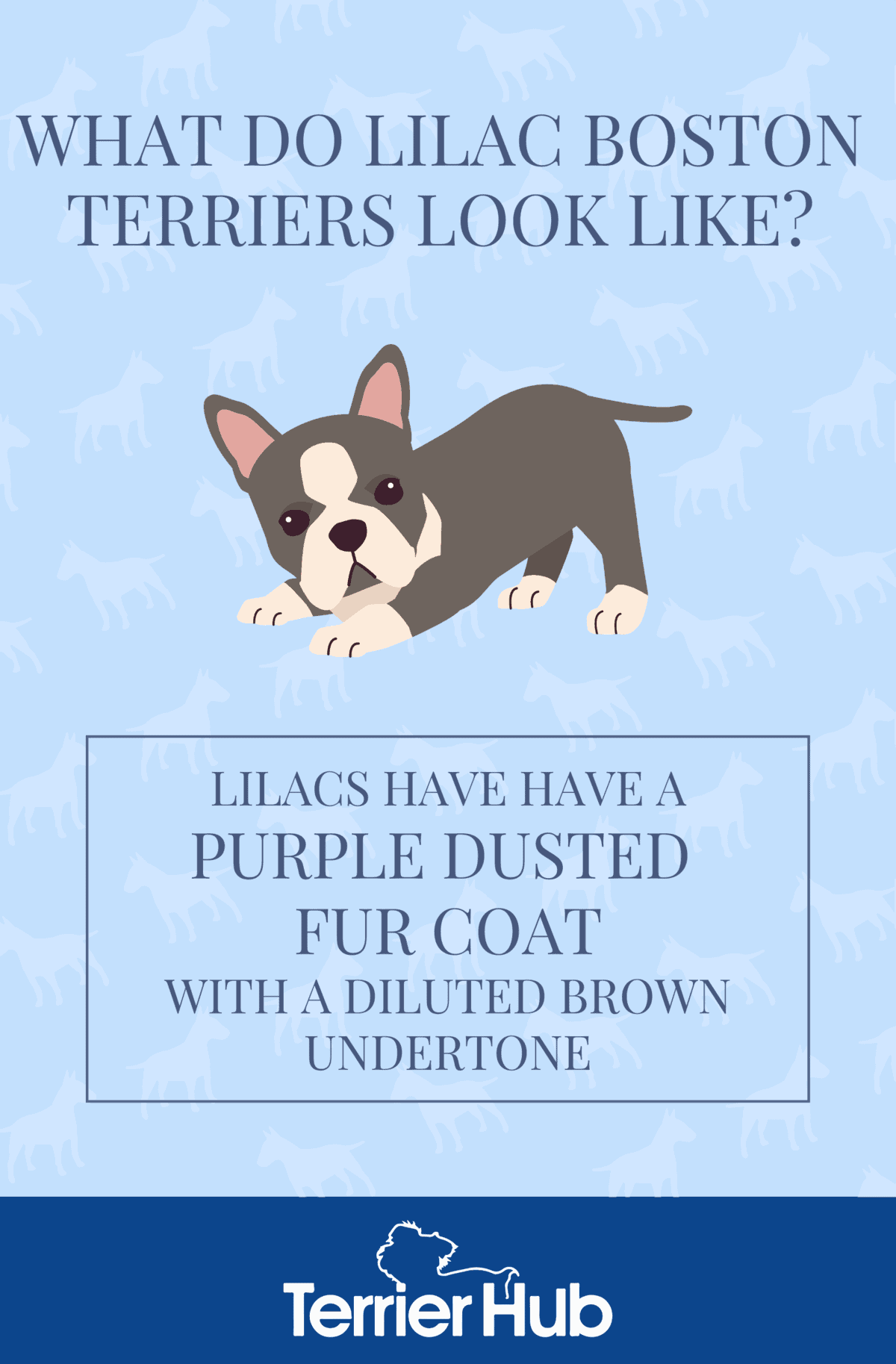 Everything You Need To Know About a Lilac Boston Terrier | TerrierHub