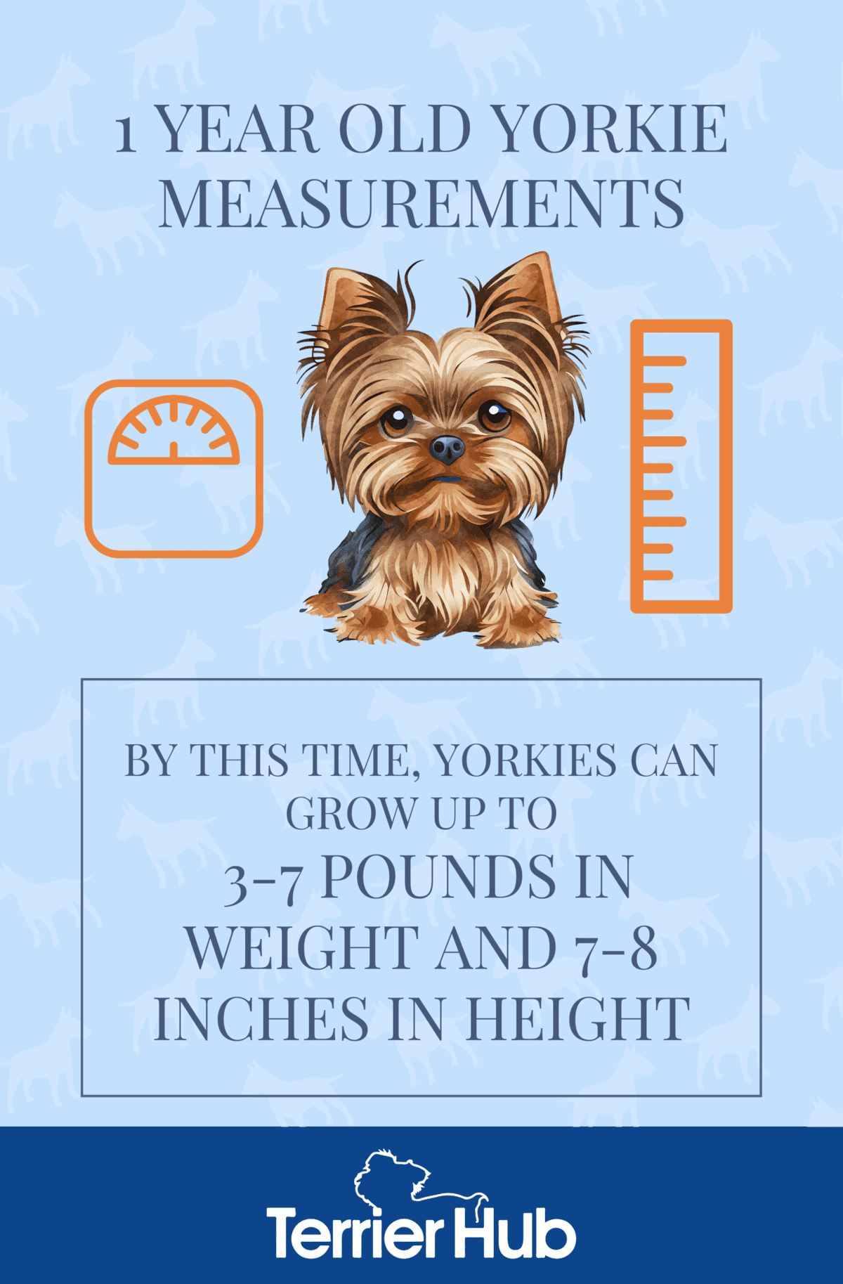 1 Year Old Yorkshire Terrier: What to Expect | Terrier Hub