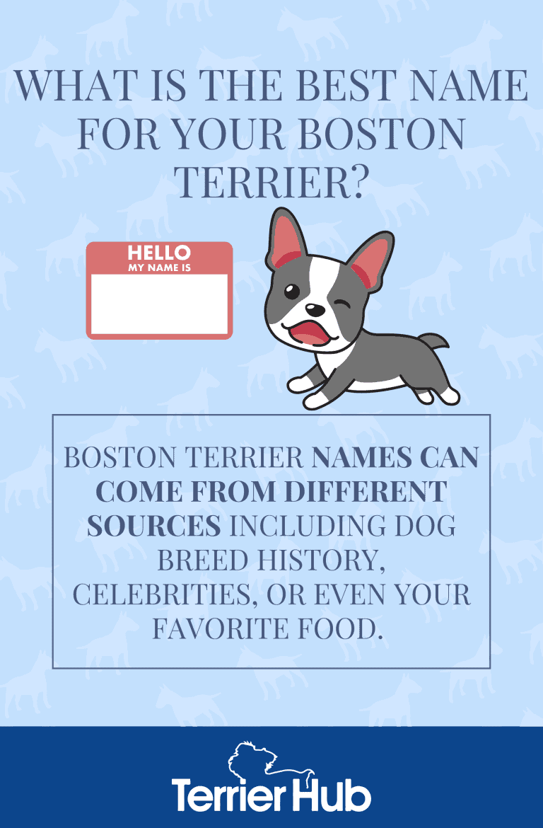 Best Boston Terrier Names | TerrierHub