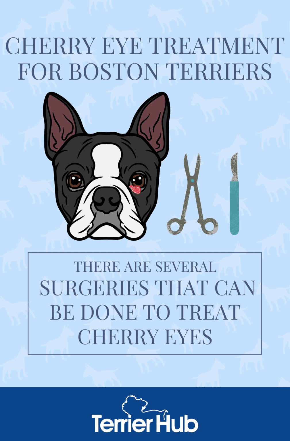 Everything You Need To Know About Boston Terrier Cherry Eye Treatment ...