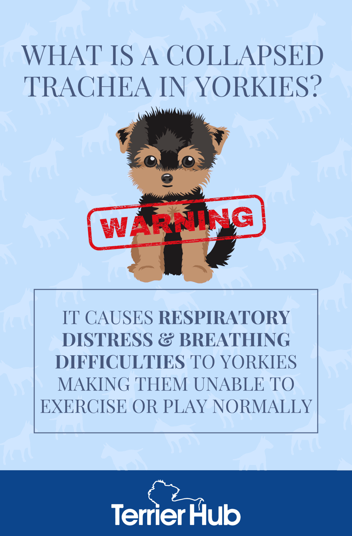 How Serious Is a Collapsed Trachea in a Yorkshire Terrier | Terrier Hub
