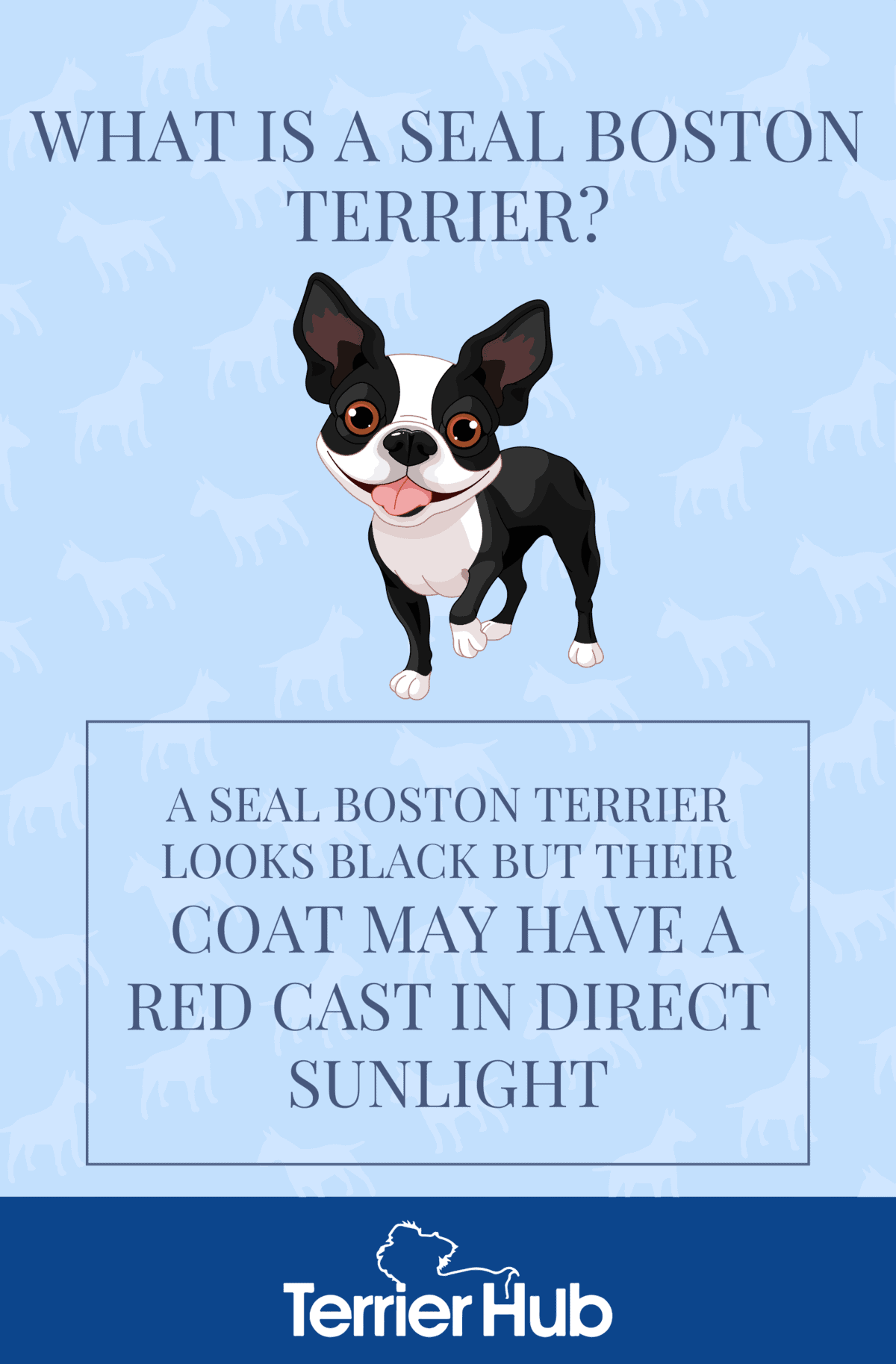 Everything You Need To Know About a Seal Boston Terrier | TerrierHub