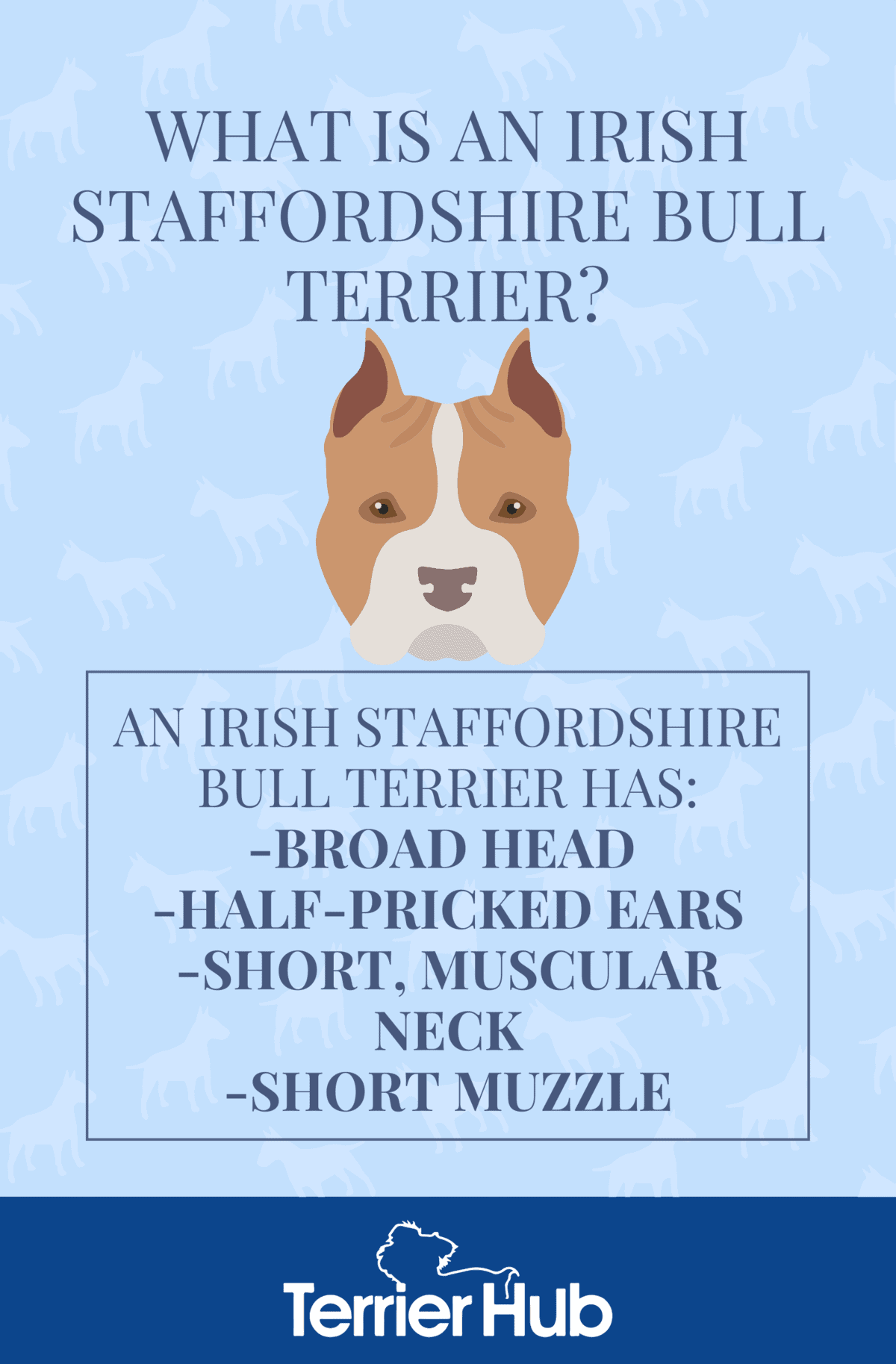 What Is an Irish Staffordshire Bull Terrier? | Terrier Hub