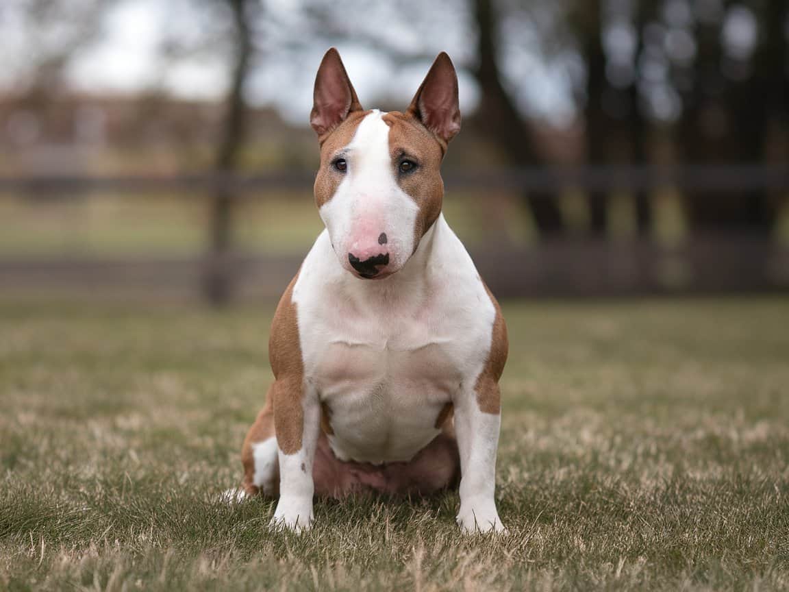 36 Awesome Facts About Bull Terriers You Probably Didn't Know | Terrier Hub