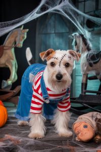 34 Spooktacular Halloween Costumes for Terrier Breeds | Terrier Hub